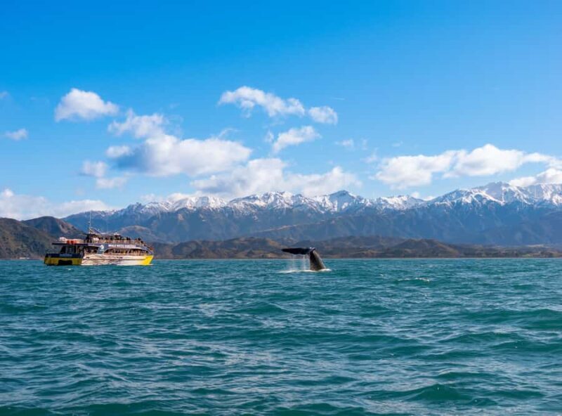 Kaikoura: Whale Watching Cruise - Who Will Love This Tour?