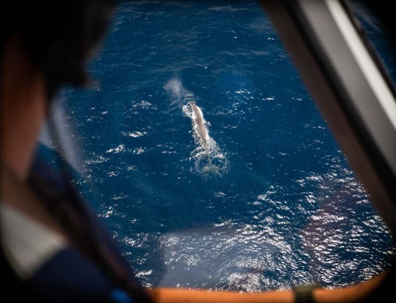 Kaikoura: Whale Watching Flight with Commentary - What to Expect from the Kaikoura Whale Watching Flight