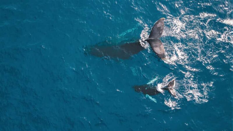 Kaikoura: Whale Watching Flight with Commentary - Pricing and Value for Money