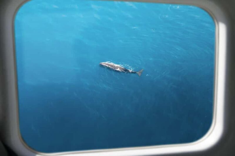 Kaikoura: Whale Watching Flight with Commentary - Practical Details and Tips