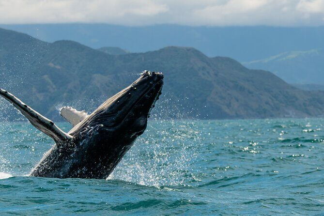 Kaikura Day Tour With Kayak Experience From Christchurch - The Value of the Experience