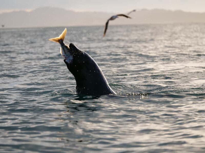 Kaikura: Kayak Sunset Tour with Seal Sightings - A Deep Dive into the Experience
