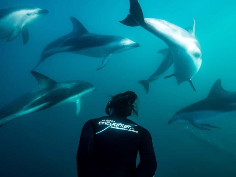 Kaikura: Small Group Tour- optional Whale, Dolphin, Zipline - FAQ