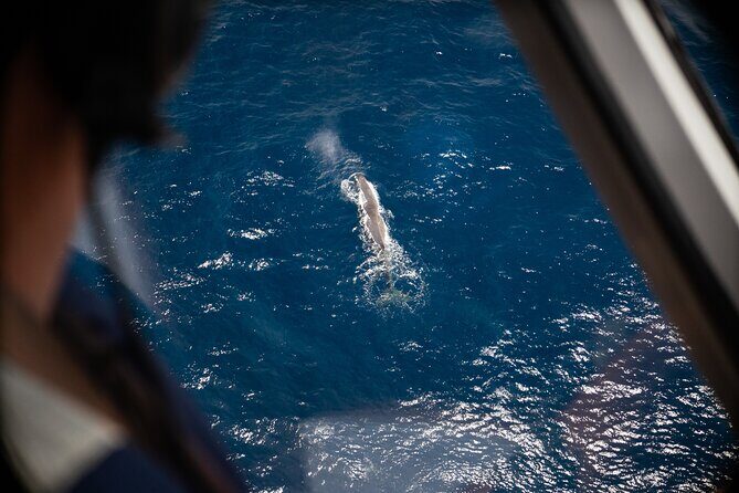 Kaikura Whale Watching Scenic Flight (40 Minutes) - Key Points