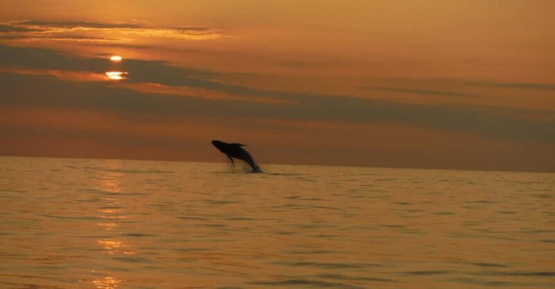 Kailua-Kona: Dolphin Watch & Double-Reef Snorkel Tour - Key Points