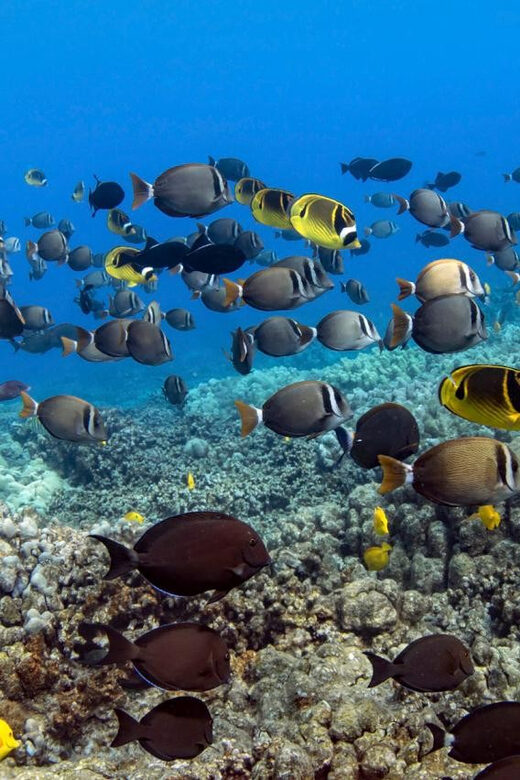 Kailua-Kona: Dolphin Watch & Double-Reef Snorkel Tour - What the Reviews Say