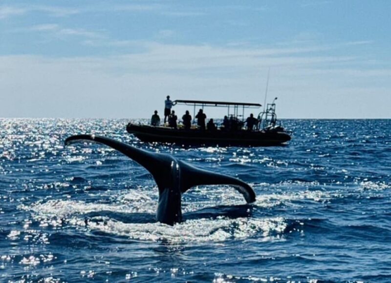 Kailua-Kona: Dolphin Watch & Double-Reef Snorkel Tour - Who Is This Tour Perfect For?