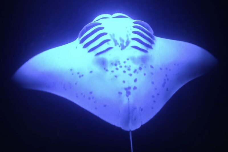 Kailua Kona: Night Manta Ray Adventure on the Big Island - Why This Tour Is Special