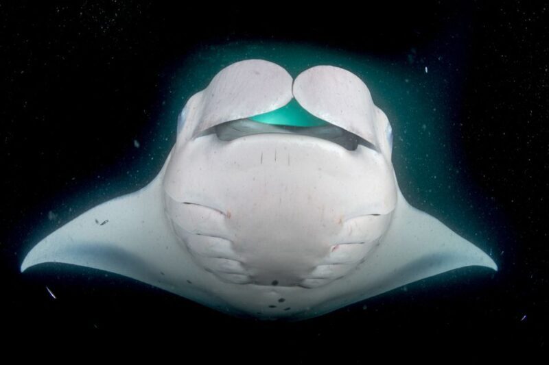 Kailua Kona: Night Manta Ray Adventure on the Big Island - Practical Details