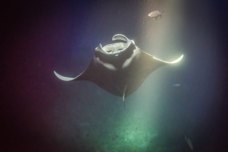 Kailua Kona: Night Manta Ray Adventure on the Big Island - FAQ