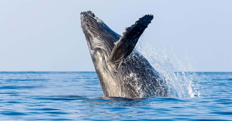 Kailua-Kona: Whale Watching Cruise on the Big Island - The Experience: What You Can Expect