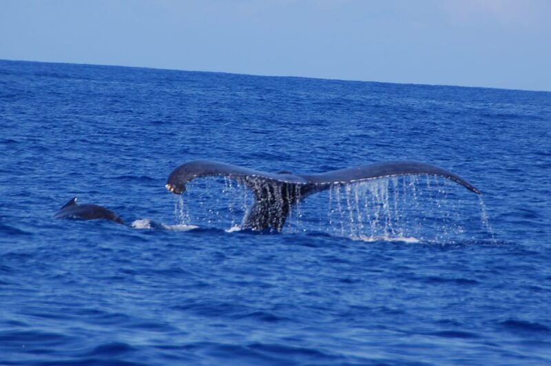 Kailua-Kona: Whale Watching Cruise on the Big Island - The Reviews: Authentic Insights