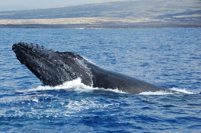 Kailua-Kona: Whale Watching Cruise on the Big Island - Why Choose This Tour?