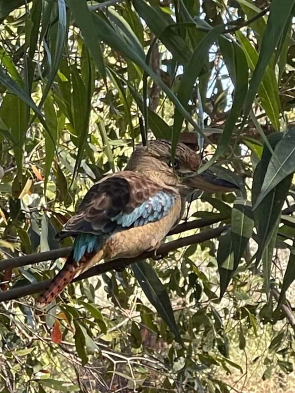 Kakadu Day Tour: Private, Yellow Water, Nourlangie, Ubirr - Who Would Love This Tour?
