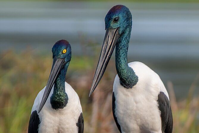 Kakadu National Park Evening Tour + Yellow Water Sunset Cruise - The Sum Up: Is It Worth It?