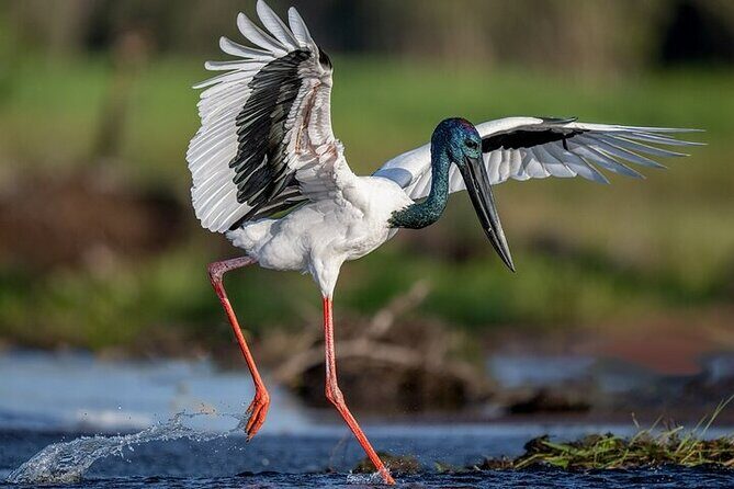 Kakadu National Park Full Day Tour + Yellow Water River Cruise - Who Should Consider This Tour?