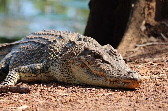 Kakadu Wildlife Escape Fogg Dam or Crocodile Cruise from Darwin - Starting in Darwin