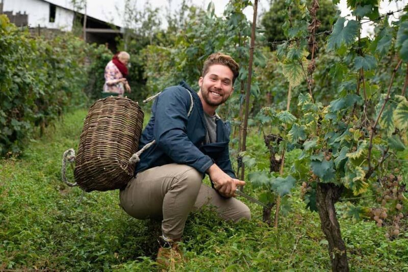 kakaheti free wine bodbe sighnagi & telavi - Key Points