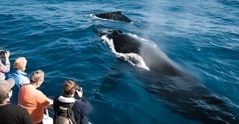 Kalaoa: Big Island & Kona Midday Whale Watching Tour - Is It Worth the Price?