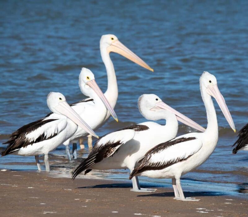Kalbarri: Murchison River Morning Cruise - Who Should Consider This Tour?