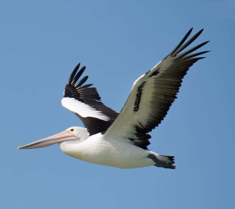 Kalbarri: Murchison River Wilderness Wildlife Cruise - The Itinerary in Detail