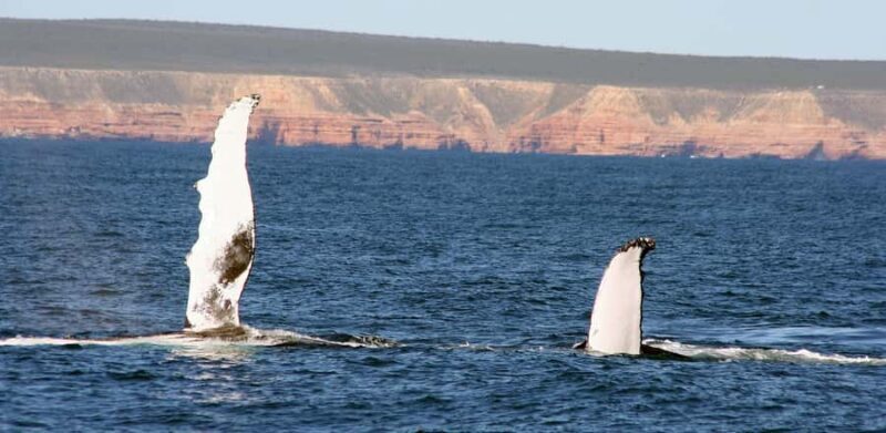 Kalbarri Whale Watching Tour - In-Depth Review of the Kalbarri Whale Watching Experience
