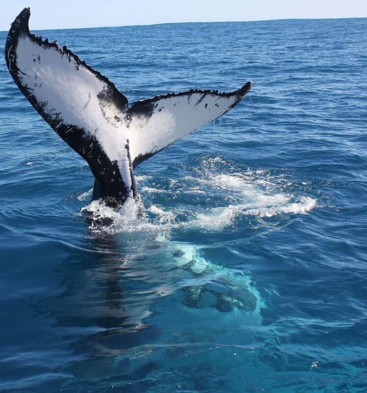Kalbarri Whale Watching Tour - FAQ