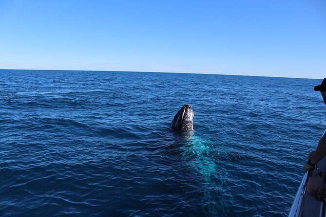 Kalbarri Whale Watching Tour - Exploring the Kalbarri Whale Watching Experience
