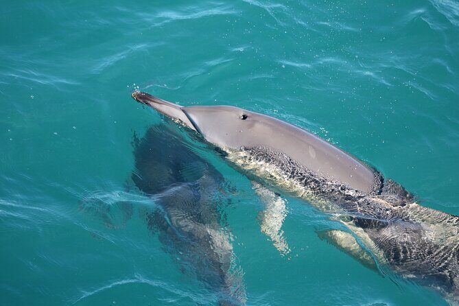 Kalbarri Whale Watching Tour - Who Should Book This Tour?