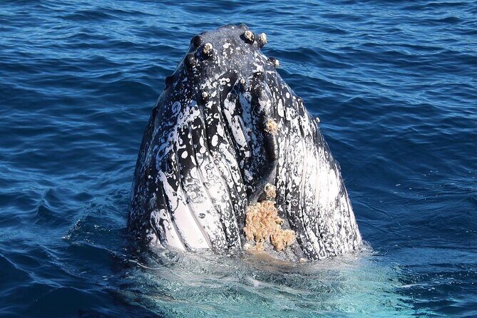 Kalbarri Whale Watching Tour - Frequently Asked Questions