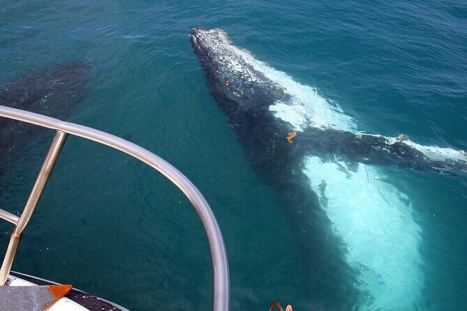 Kalbarri Whale Watching Tour Guided - An In-Depth Look at the Kalbarri Whale Watching Experience