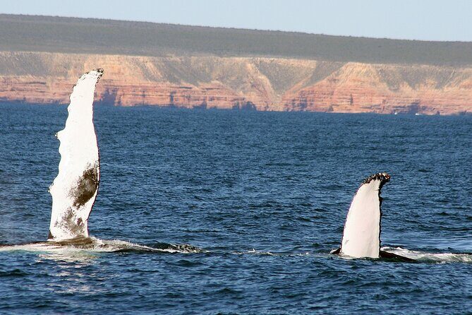 Kalbarri Whale Watching Tour Guided - FAQs