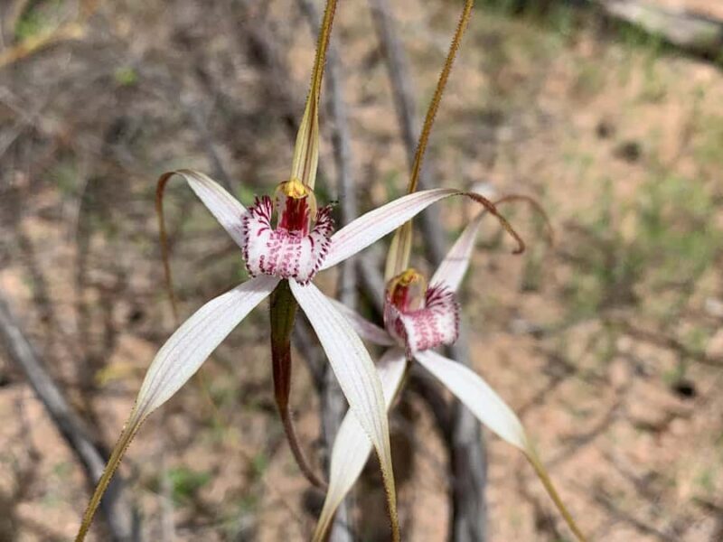Kalbarri Wildflower Tour with Local Guide - Is This Tour Worth It?
