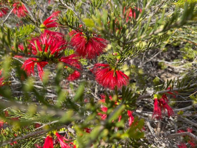 Kalbarri Wildflower Tour with Local Guide - The Sum Up