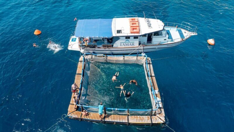 Kamiros Skala: Marine Life Experience by Boat - The Sum Up