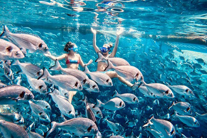 Kamiros Skala: Marine Life Experience - Key Points