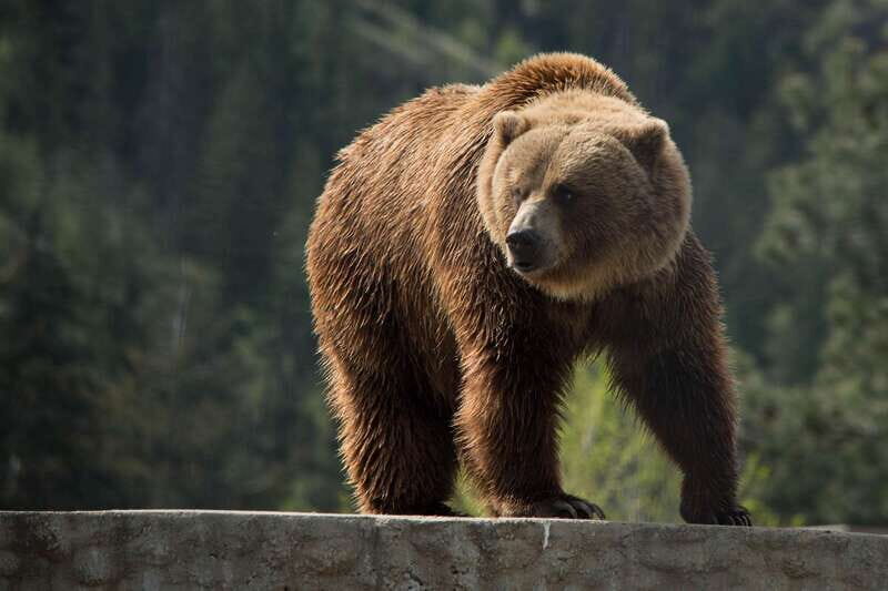 Kamloops: BC Wildlife Park Entry Ticket - Who Should Visit?