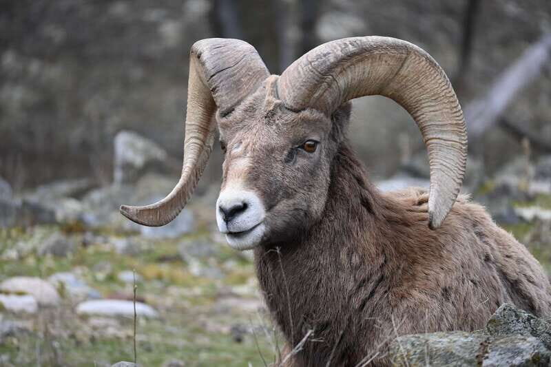 Kamloops: BC Wildlife Park Entry Ticket - Practical Tips for Visiting