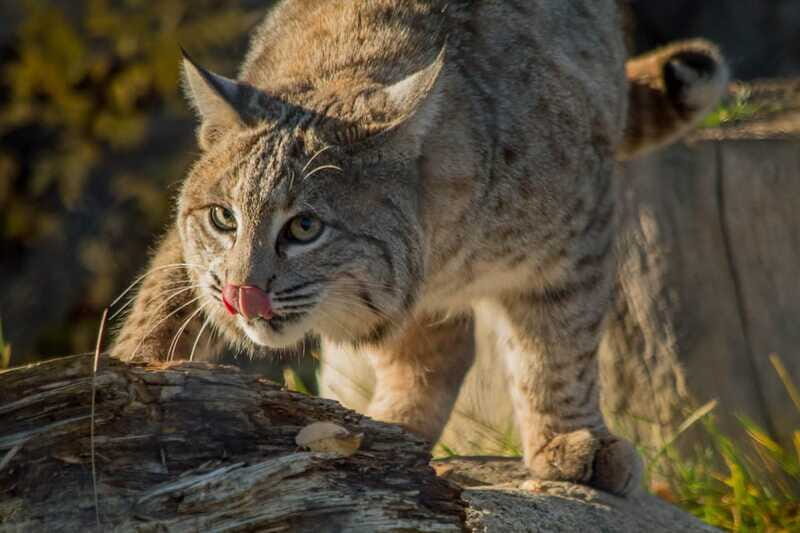 Kamloops: BC Wildlife Park Entry Ticket - Final Thoughts