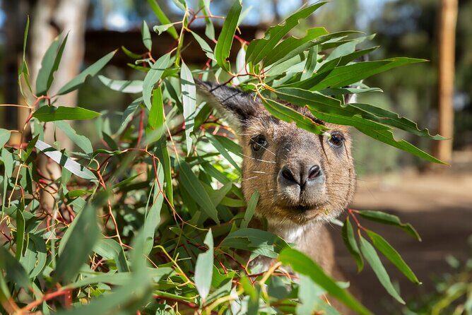 Kangaroo Experience at Healesville Sanctuary - excl. entry - Introduction