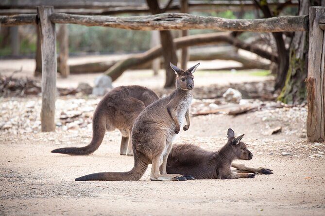 Kangaroo Experience at Healesville Sanctuary - excl. entry - Key Points