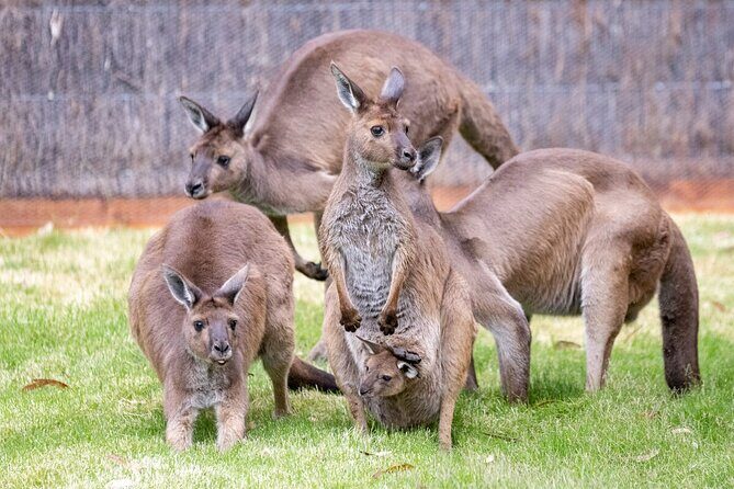 Kangaroo Experience at Healesville Sanctuary - excl. entry - The Sum Up