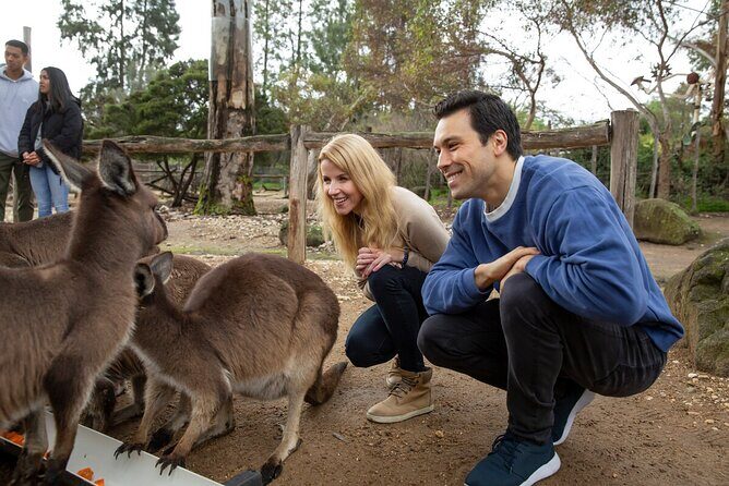 Kangaroo Experience at Melbourne Zoo - excl. entry - What to Expect During the Kangaroo Experience