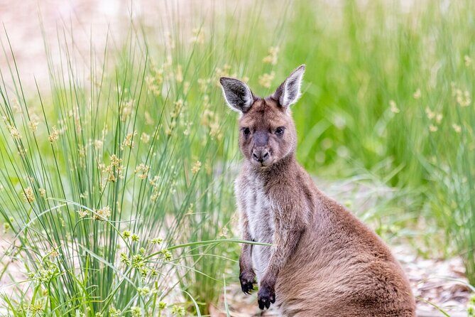 Kangaroo Experience at Melbourne Zoo - excl. entry - Why This Experience Is Valuable