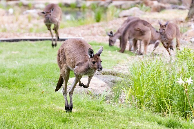 Kangaroo Experience at Melbourne Zoo - excl. entry - Value for Money and Overall Impression