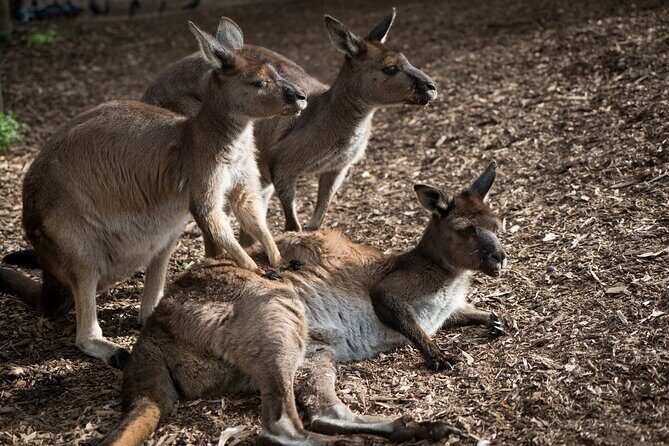 Kangaroo Experience at Melbourne Zoo - excl. entry - Who Should Consider This Tour?