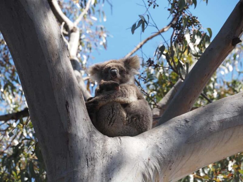 Kangaroo Island: 2 Day Private 4WD Tour with Private Guide - Exploring Kangaroo Island in Style and Comfort