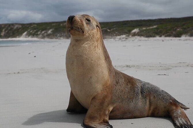 Kangaroo Island 2-Day Wildlife Adventure Small Group tour - Who Should Consider This Tour?