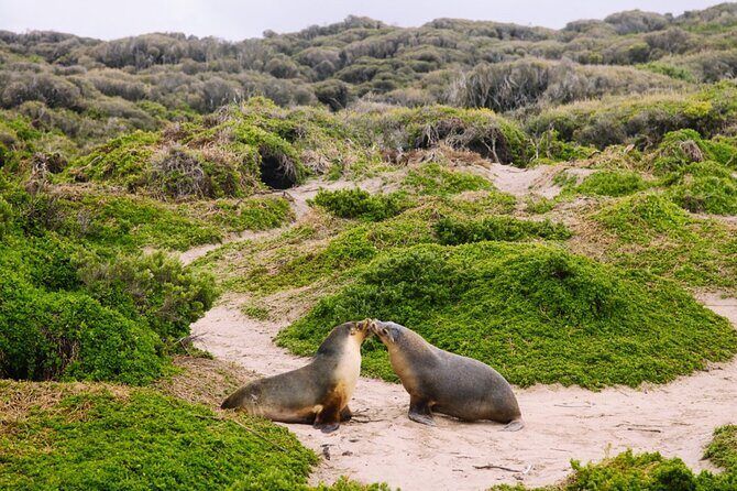 Kangaroo Island 2-Day Wildlife Adventure Small Group tour - FAQ