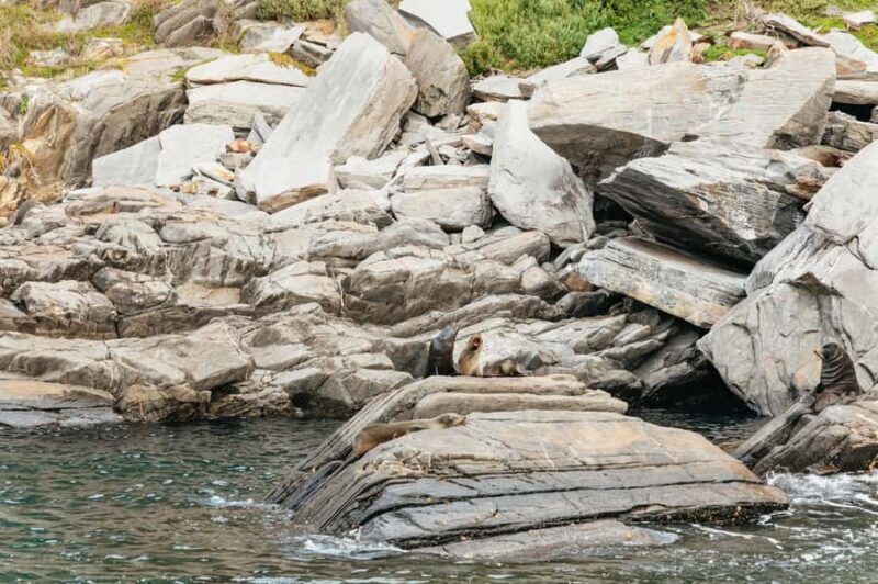 Kangaroo Island: 75-Minute Coastal Safari - Why This Tour Is a Great Value